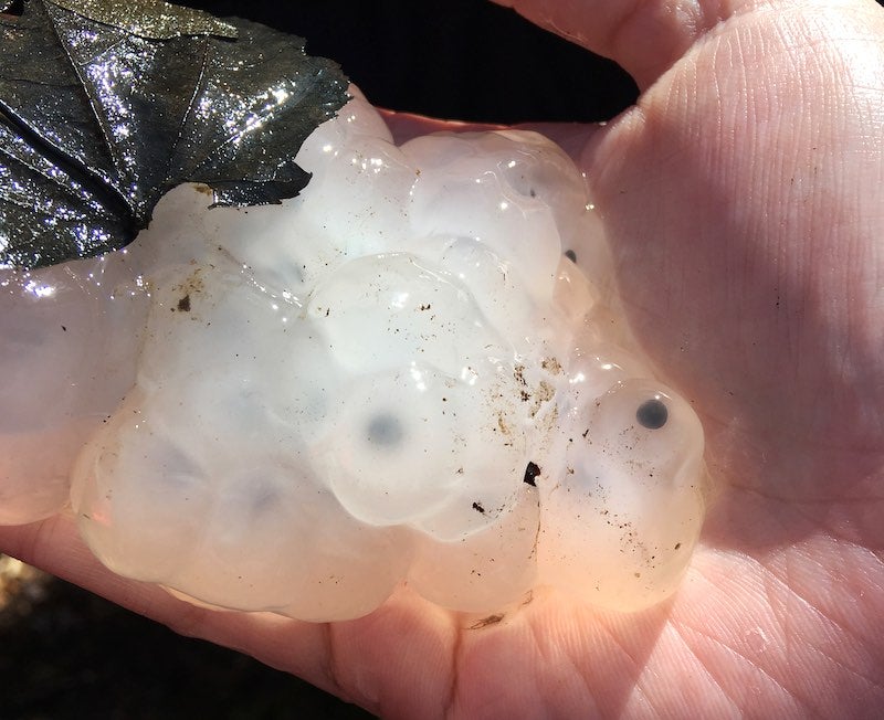 LIFE CYCLE | Maryland Sea Grant