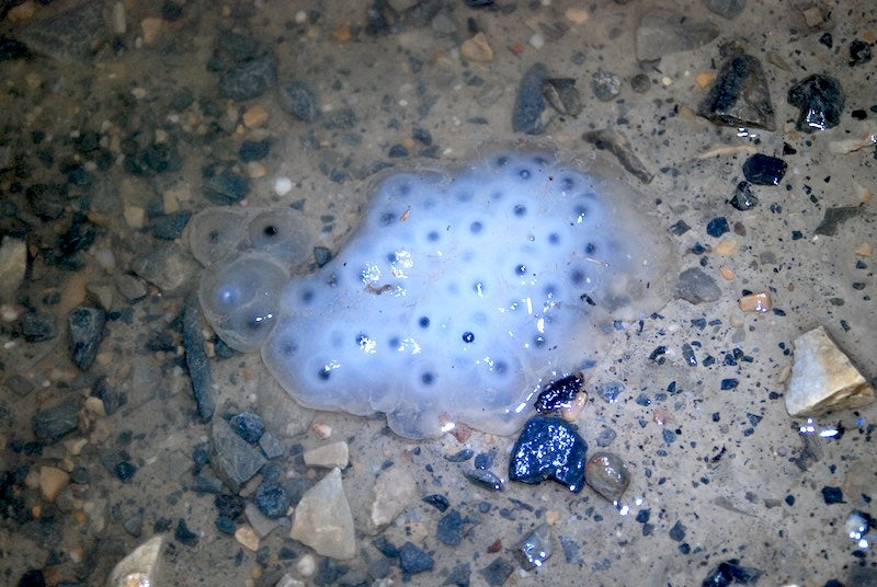LIFE CYCLE | Maryland Sea Grant