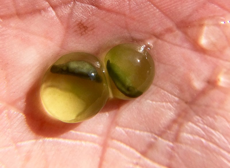 LIFE CYCLE | Maryland Sea Grant