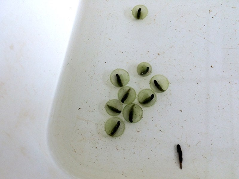 LIFE CYCLE | Maryland Sea Grant