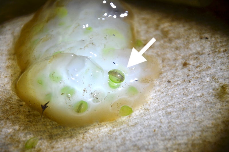 LIFE CYCLE | Maryland Sea Grant