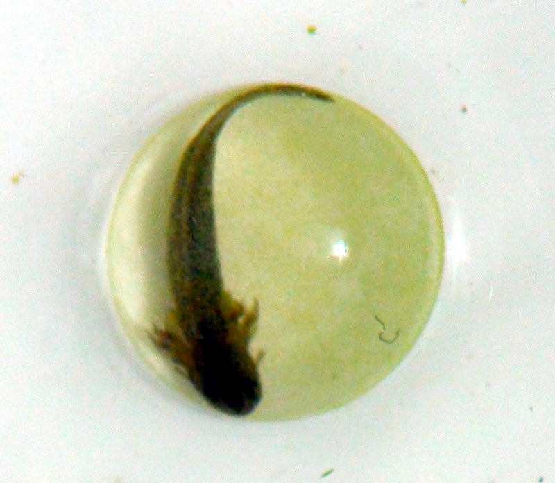 LIFE CYCLE | Maryland Sea Grant