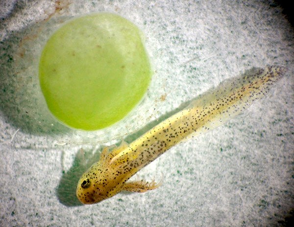 LIFE CYCLE | Maryland Sea Grant