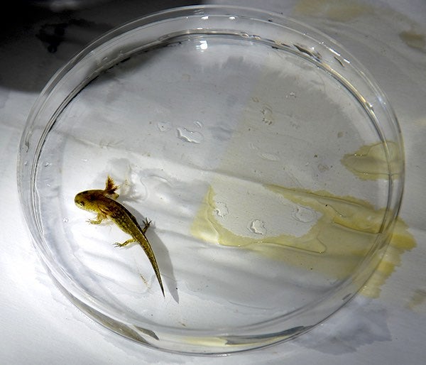 LIFE CYCLE | Maryland Sea Grant