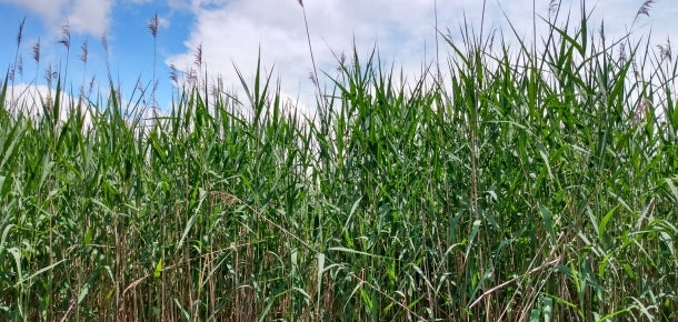 Managing Phragmites: Why should I care about a common wetland grass ...