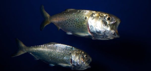Modeling Menhaden: Applying Modern Statistics to Historical Data ...