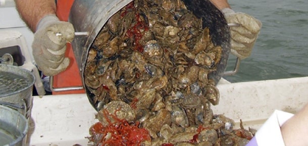 The Oyster – And The Contaminants That Can Affect It – Is My World ...