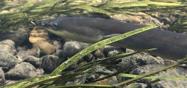 American Eels: Life cycle and ecology | Maryland Sea Grant