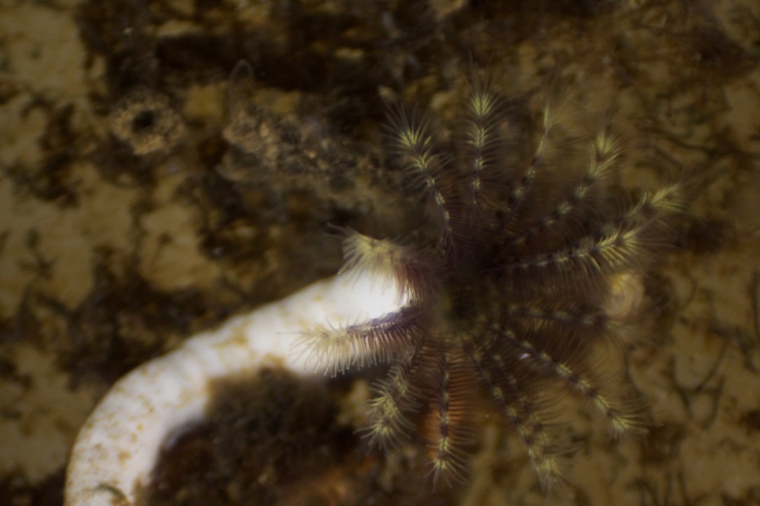 Biofilms and Biodiversity Featured Creatures | Maryland Sea Grant