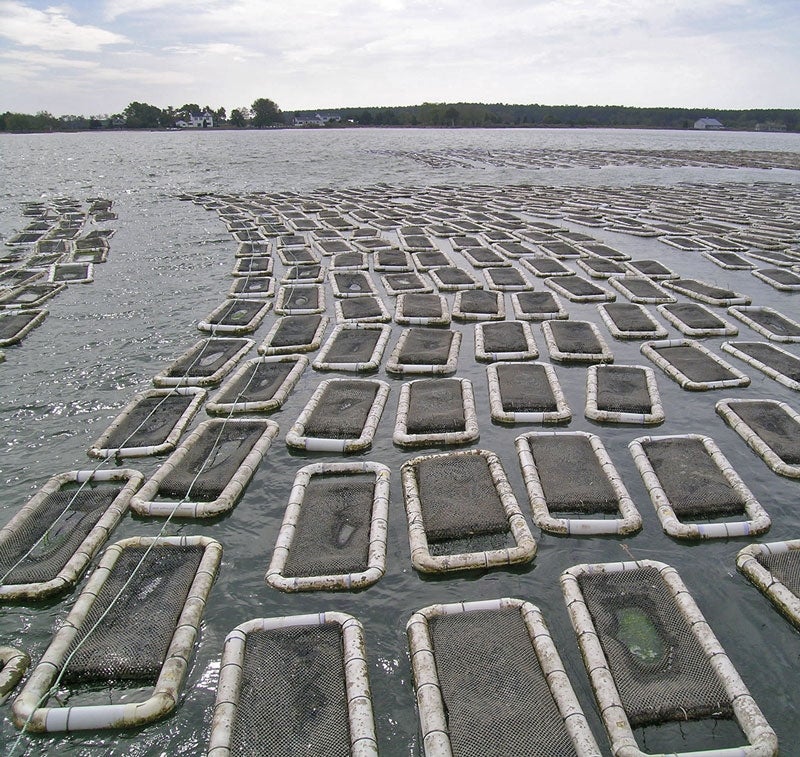 Well-Flushed Oyster Farms Pose Little Risk to Bay’s Marine Life ...