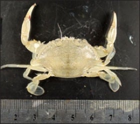 Will Ocean Acidification Create “Super Crabs” in Bay? Maybe Not ...