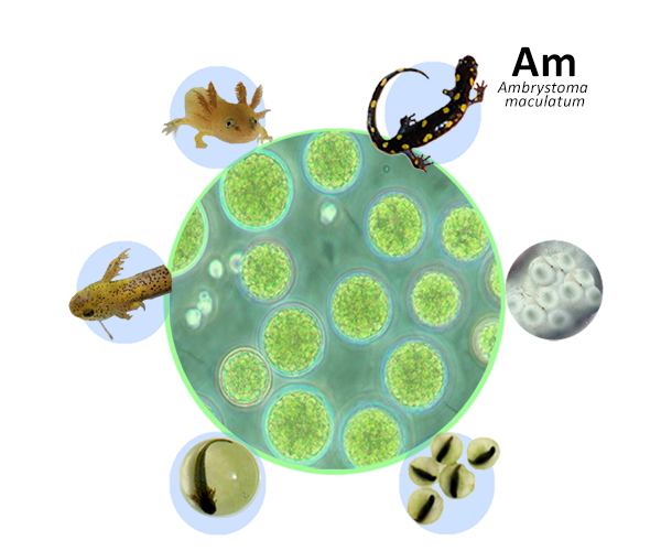 LIFE CYCLE | Maryland Sea Grant